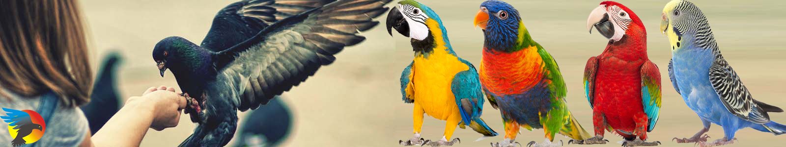 Pigeon Pox Treatment: Medication and Protection Strategies